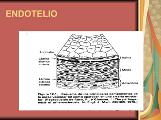 Endotelio Vascular | PPT