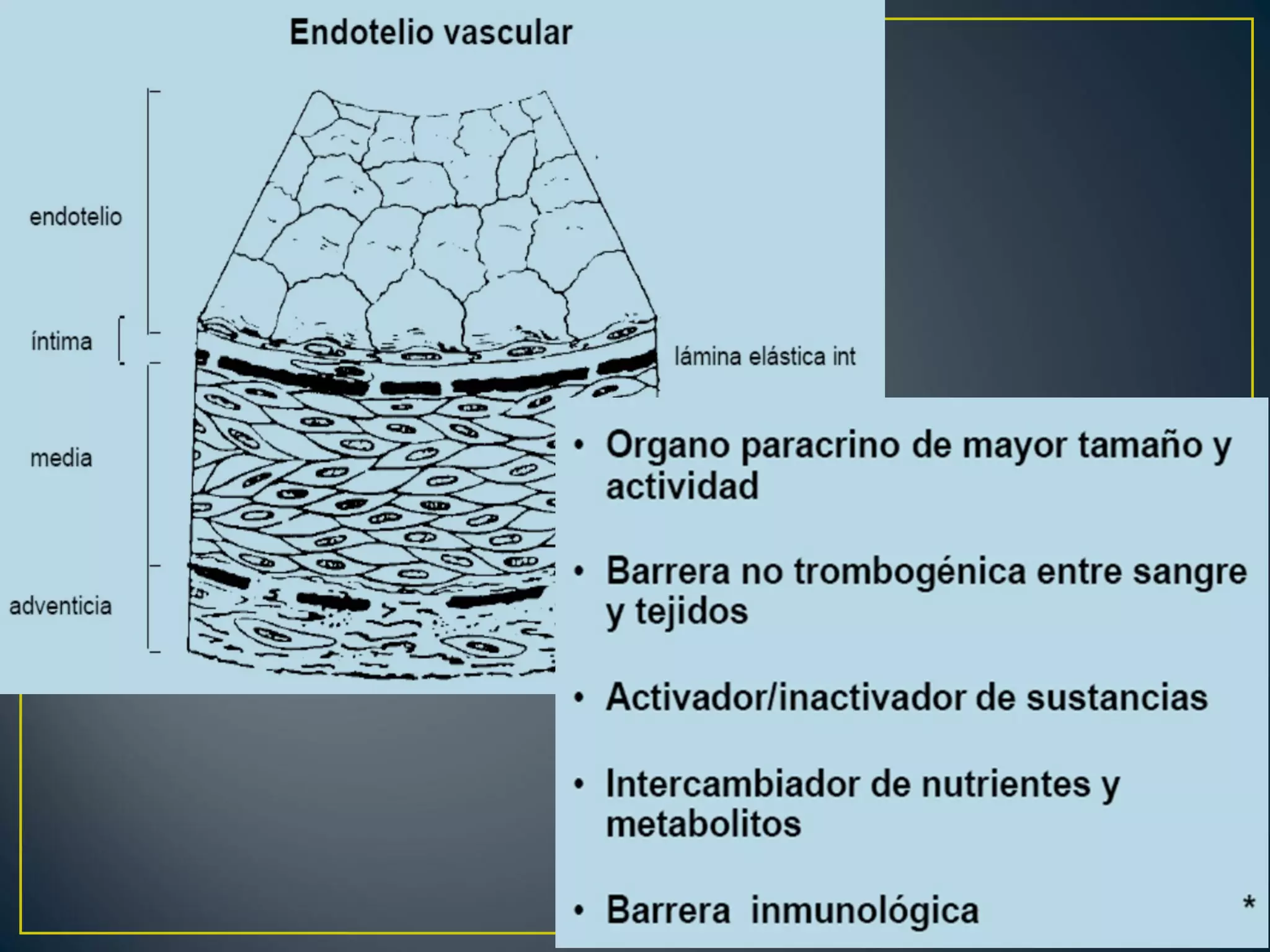 Endotelio vascular | PPT | Blood Disorders | Diseases and Conditions