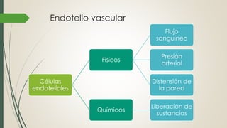 Endotelio vascular | PPTX