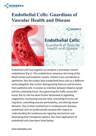 Endothelial Cells: Guardians of Vascular Health and Disease | PDF