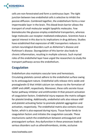 Endothelial Cells: Guardians of Vascular Health and Disease | PDF