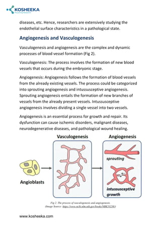 Endothelial Cells: Guardians of Vascular Health and Disease | PDF