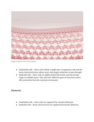 Endothelial Cells vs Epithelial Cells_ What Sets Them Apart.pdf
