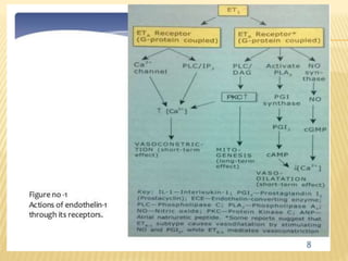 Endothelins | PPT