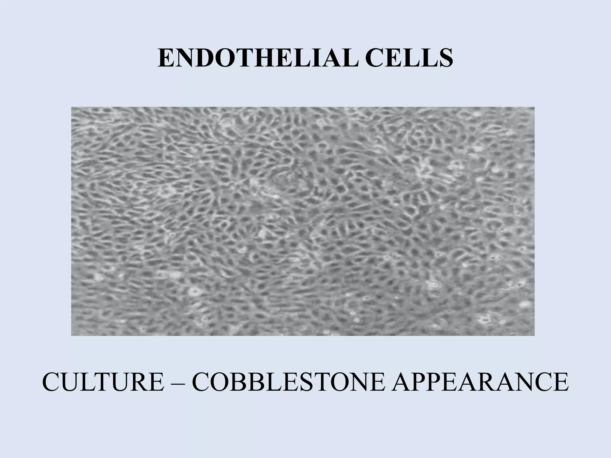 Endothelium in health and diseases | PPTX