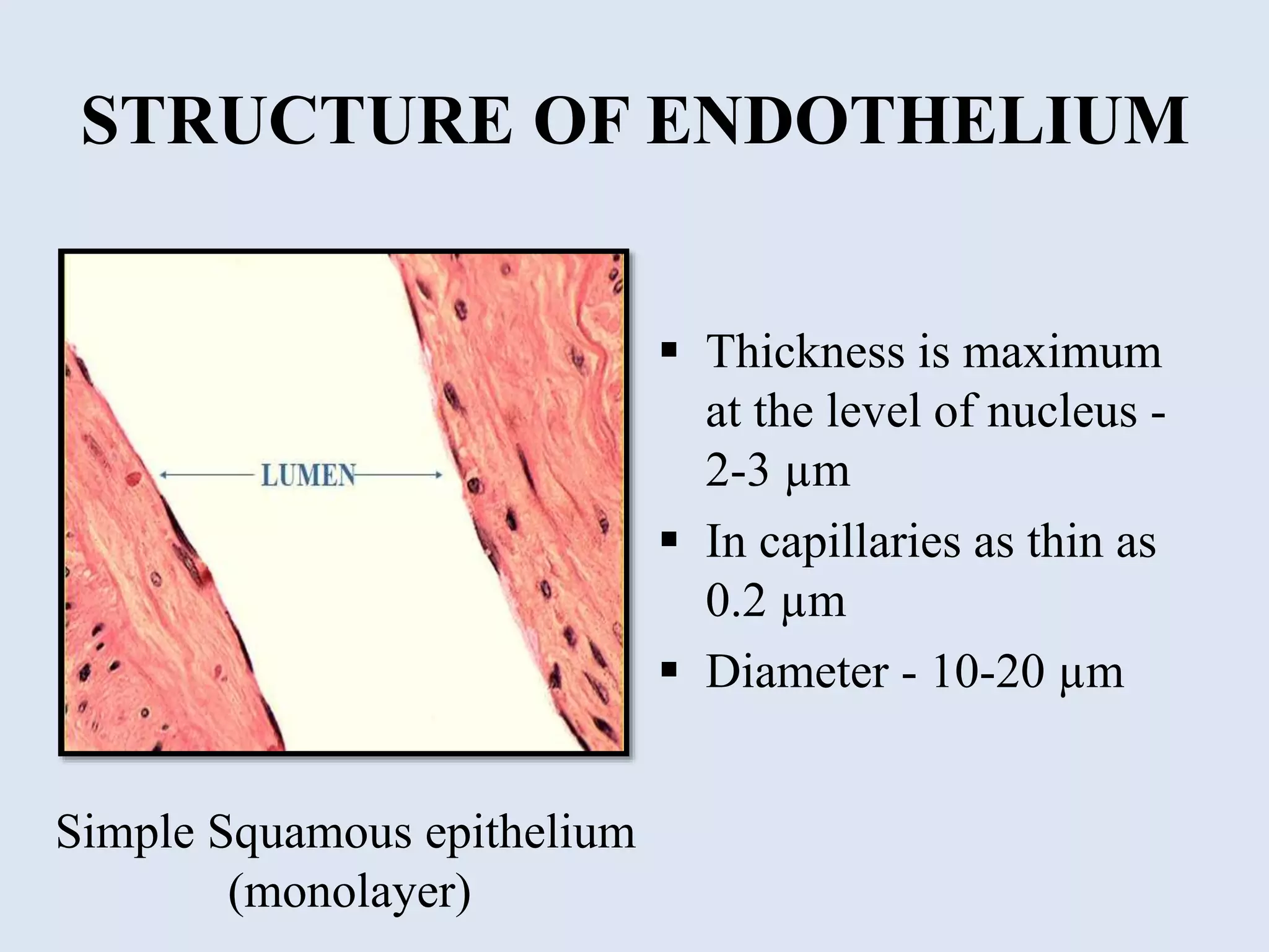 Endothelium in health and diseases | PPTX