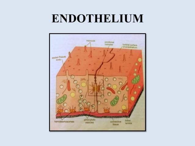 Endothelium in health and diseases | PPTX | Biological Sciences | Science