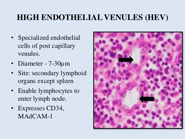 Endothelium in health and diseases