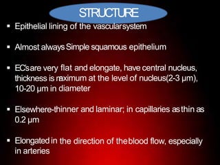 Endothelium in health and diseases | PPTX