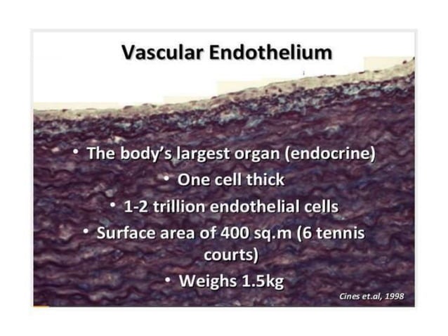 Endothelium in health and diseases | PPTX | Biological Sciences | Science
