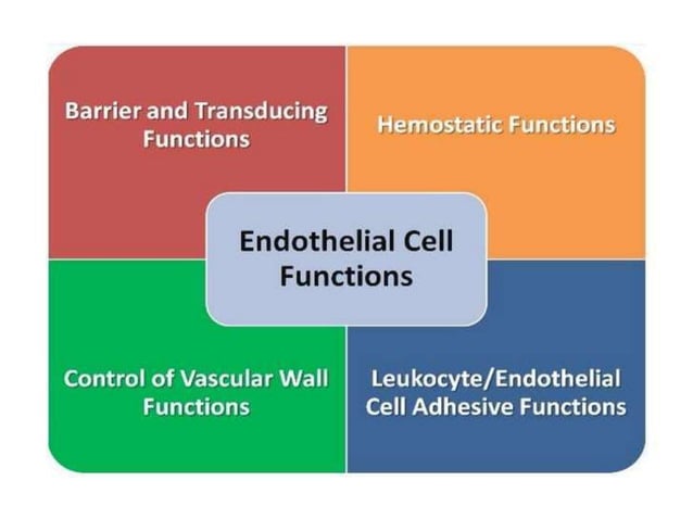Endothelium in health and diseases | PPTX | Biological Sciences | Science