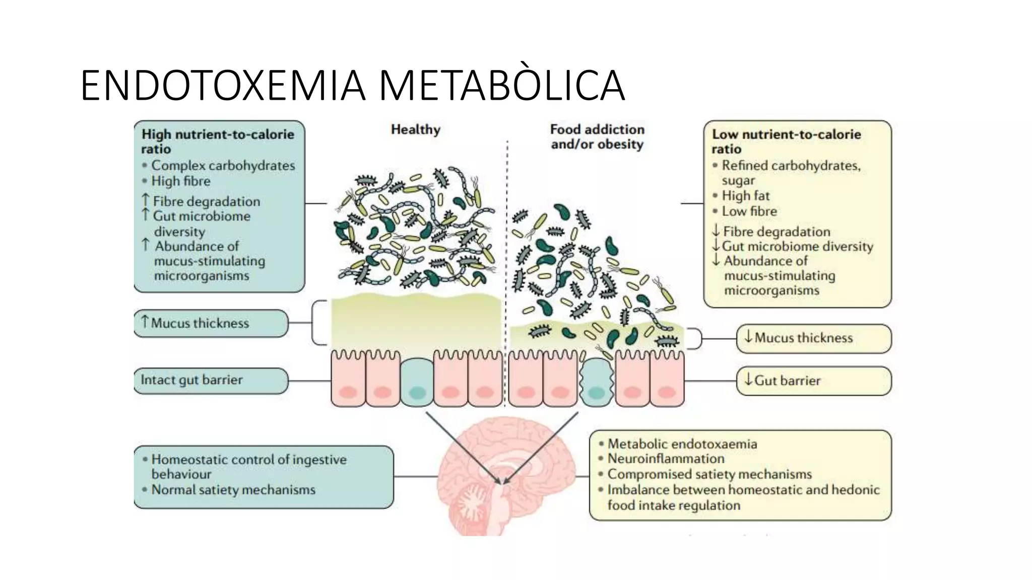 ENDOTOXEMIA METABÒLICA.pptx