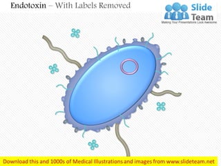 Endotoxin medical images for power point | PPT