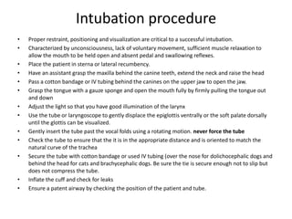Endotracheal intubation in pets