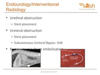 SASH : Veterinary Endourology & Interventional Radiology Training | PPT