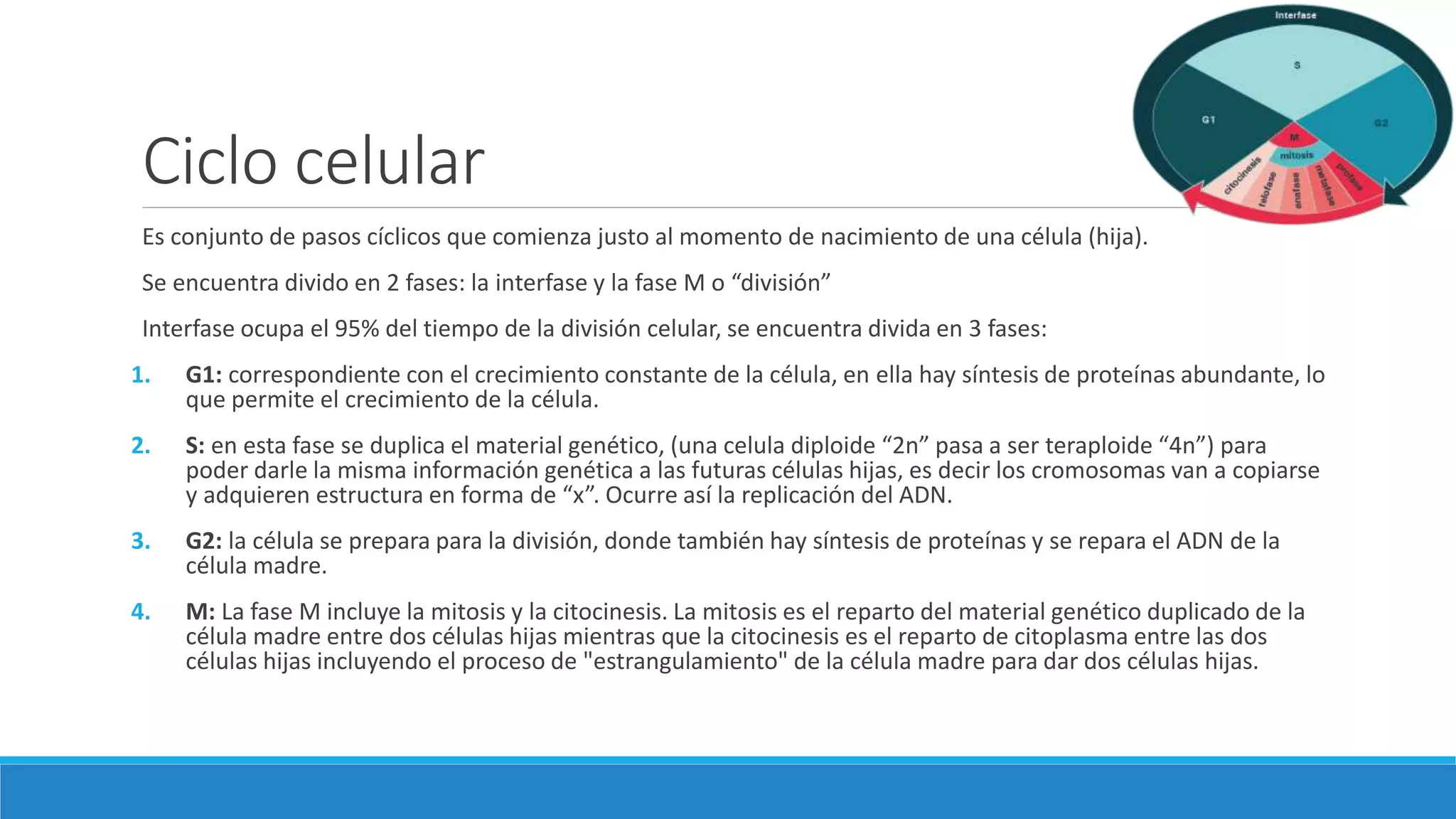 Endrina reproduccion celular | PPTX