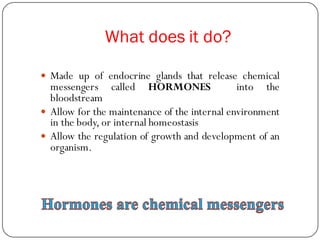 Endrocine system | PPT