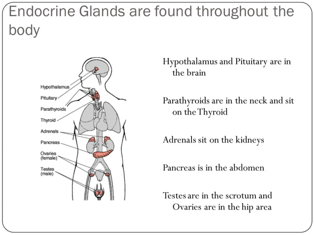 Endrocine system | PPT