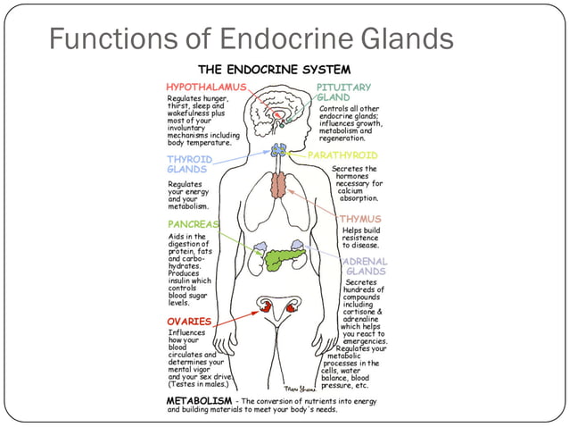 Endrocine system | PPT
