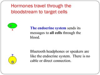 Endrocine system | PPT