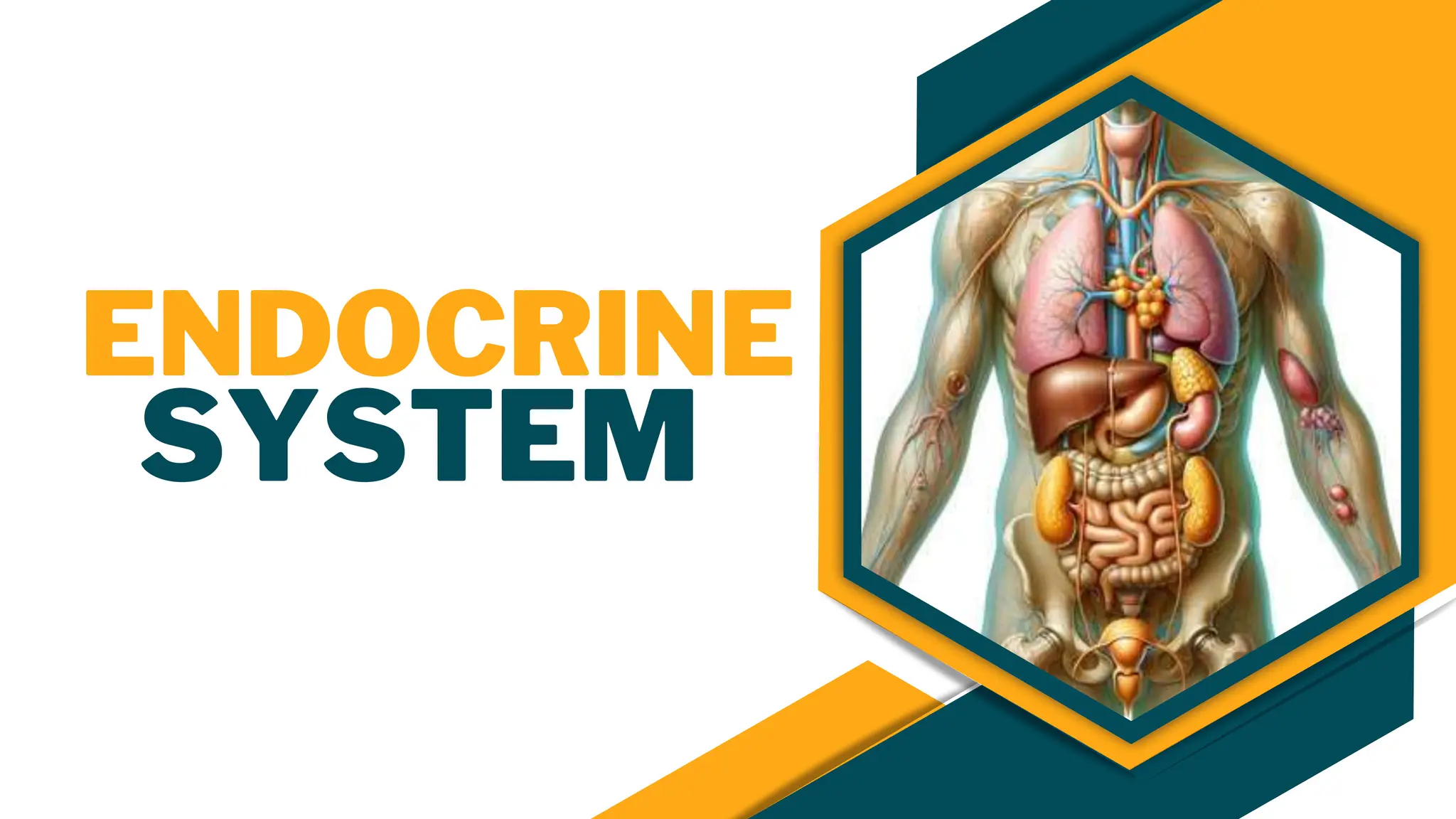 ENDROCRINE_SYSTEM_PRESENTATION-1(1).pptx