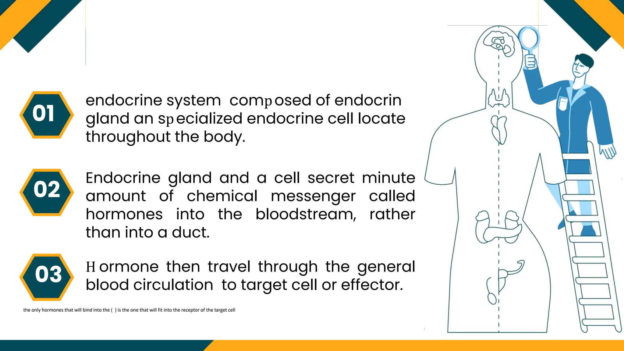 ENDROCRINE_SYSTEM_PRESENTATION-1(1).pptx