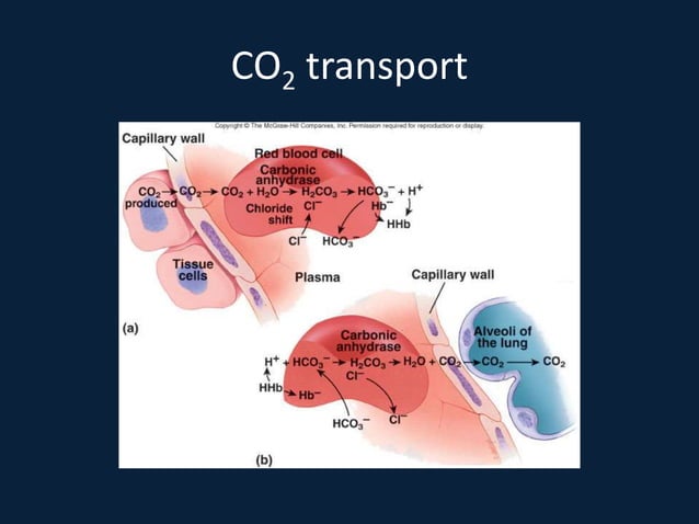 End tidal co2 and transcutaneous monitoring | PPTX | Lung and ...