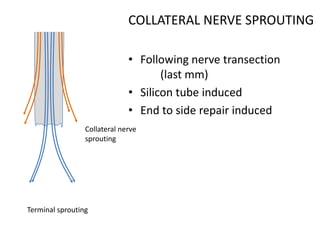 End to side nerve anastomosis & nerve conduits surgical technique ...