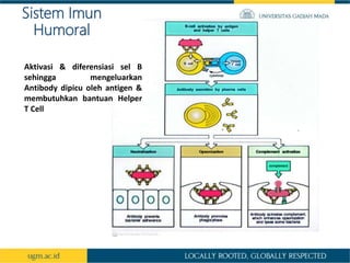 Endytiastuti-Imunitas systemHumoral.pptx