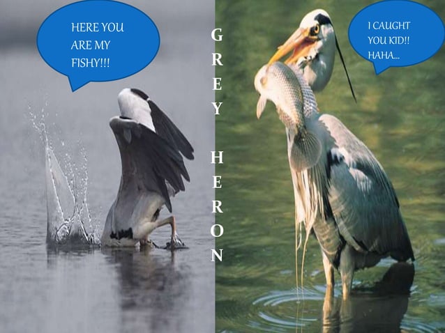 Enemies of fish | PPTX | Zoos & Aquariums | Attractions