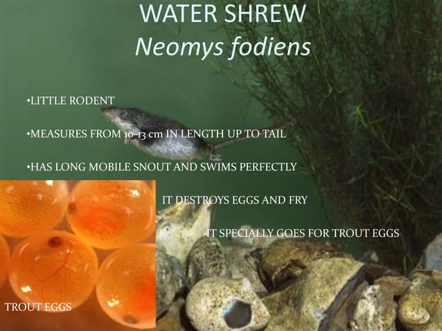 Enemies of fish | PPTX | Zoos & Aquariums | Attractions