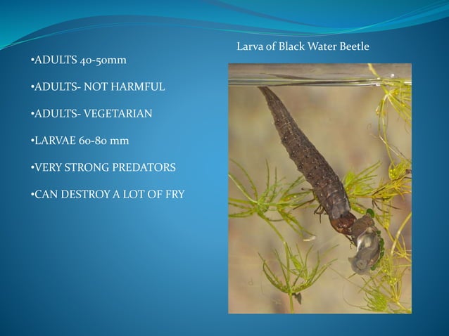 Enemies of fish | PPTX | Zoos & Aquariums | Attractions