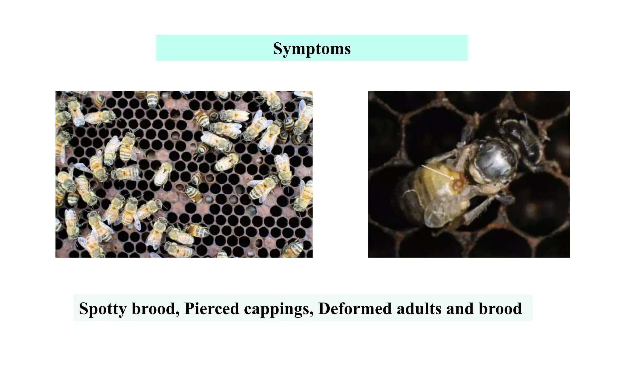 Enemies of honey bee Apis mellifera I- Wax moth and mites.ppt ...