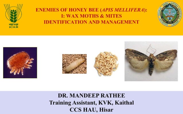 Enemies of honey bee Apis mellifera I- Wax moth and mites.ppt ...