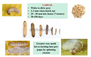 Wax Worm Pupa