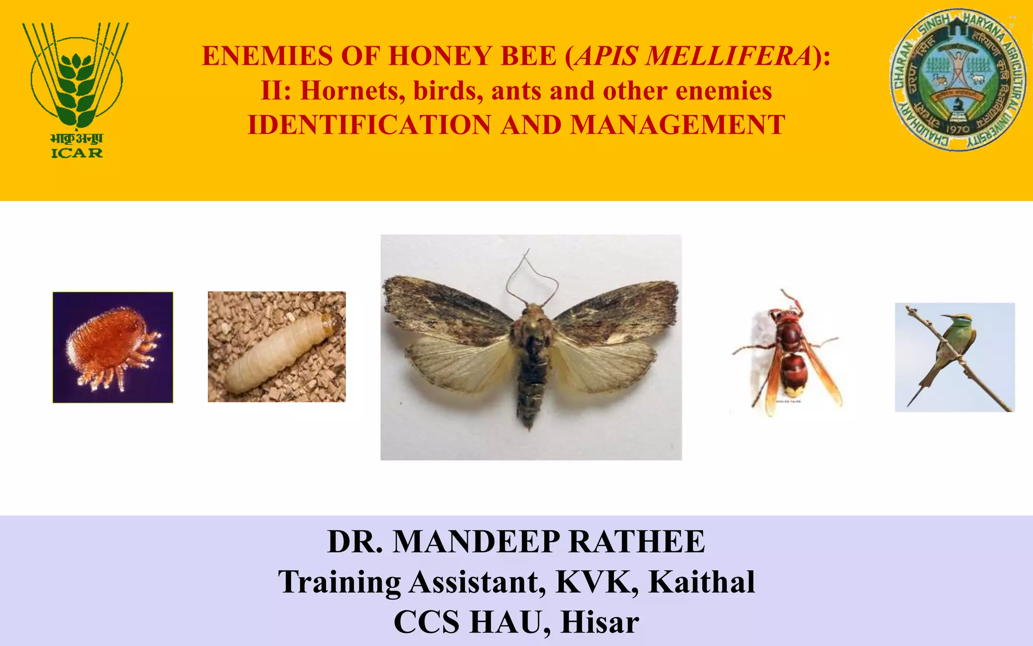 Enemies of honey bee (APIS MELLIFERA) II Hornets, birds, ants and other ...