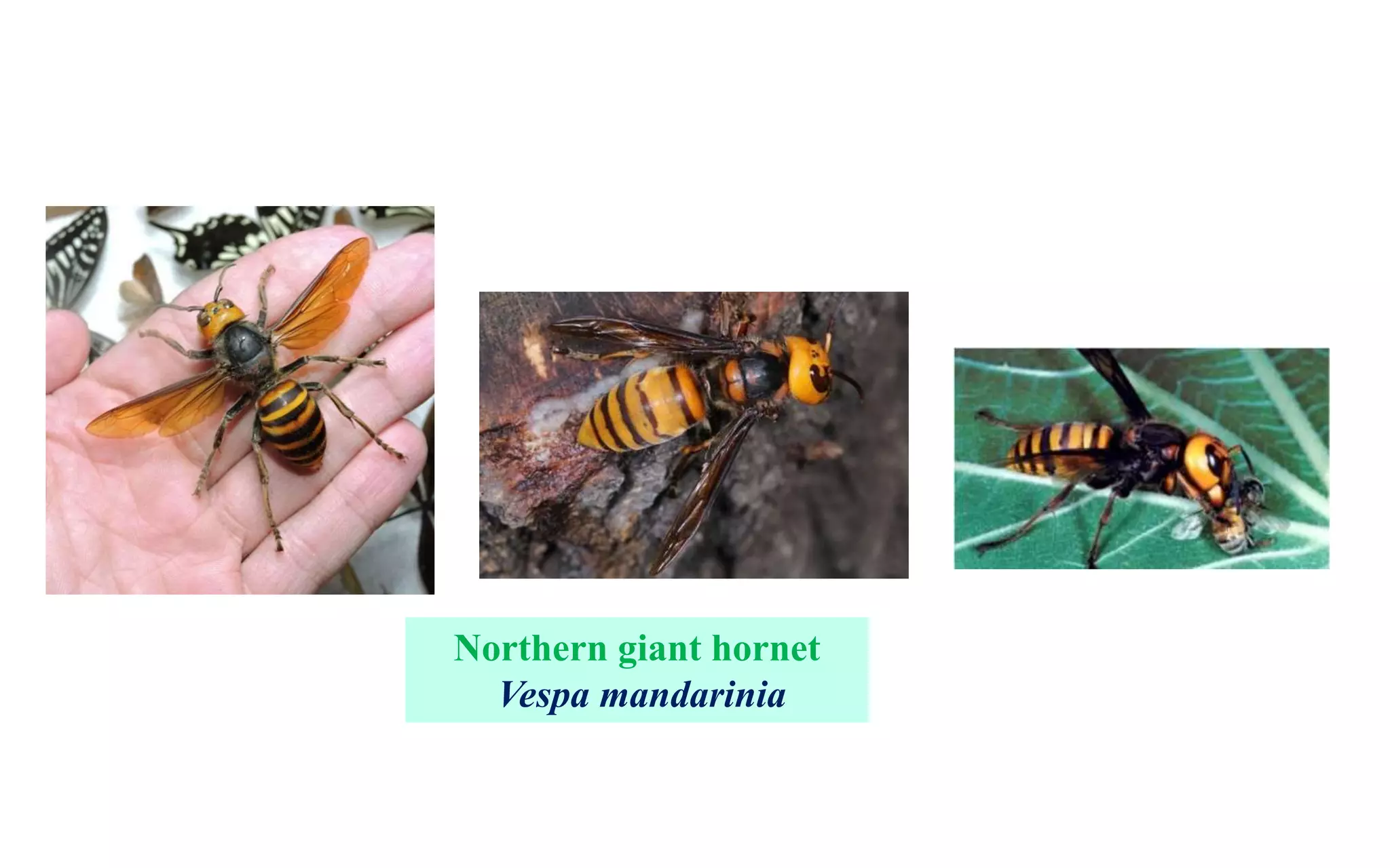 Enemies of honey bee (APIS MELLIFERA) II Hornets, birds, ants and other ...
