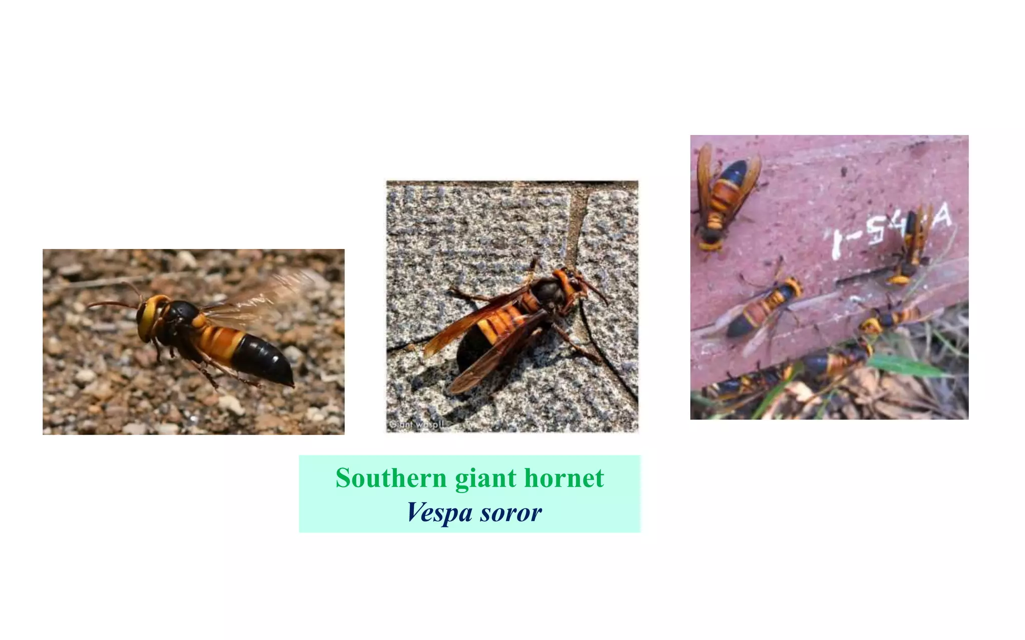 Enemies of honey bee (APIS MELLIFERA) II Hornets, birds, ants and other ...