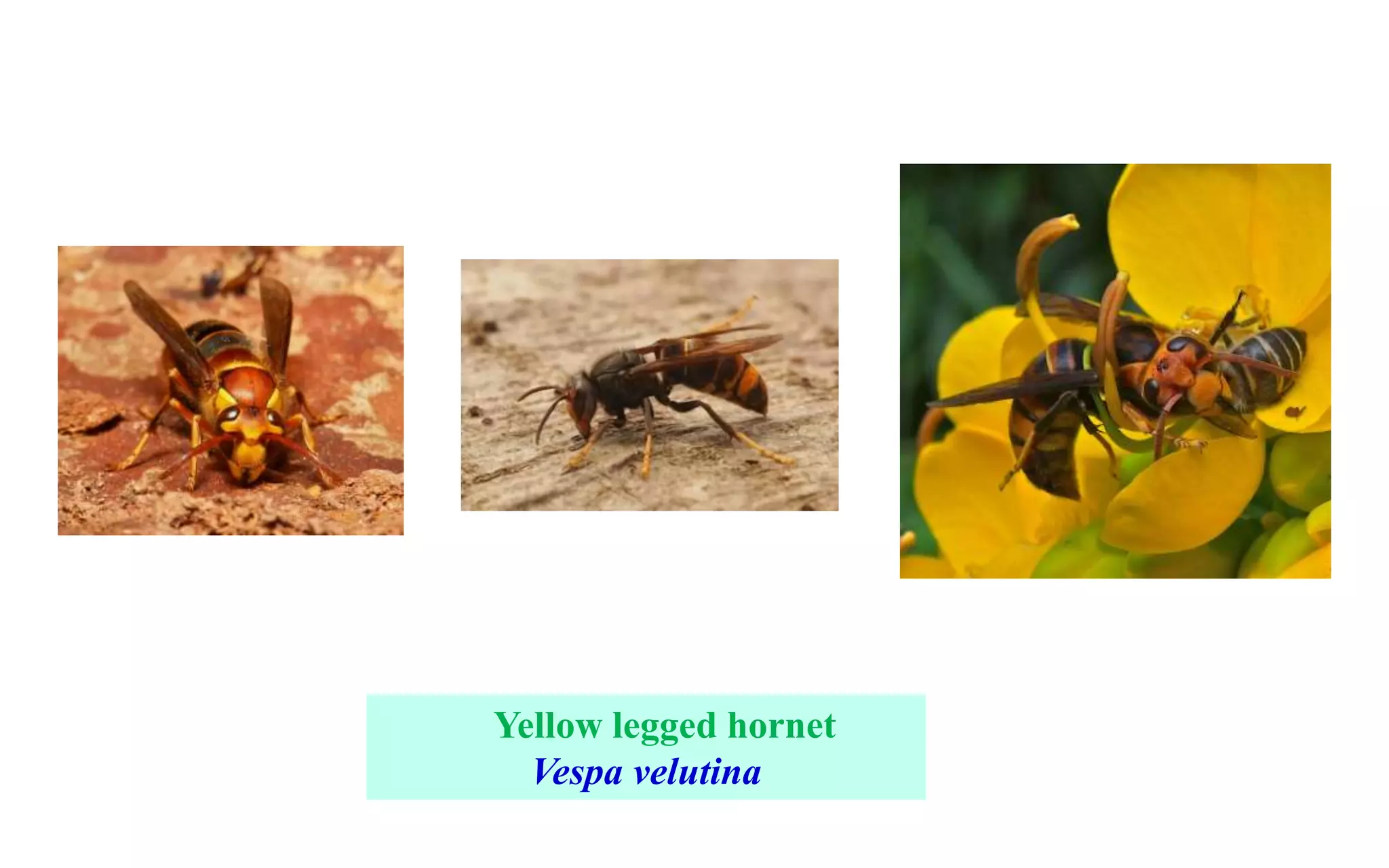 Enemies of honey bee (APIS MELLIFERA) II Hornets, birds, ants and other ...