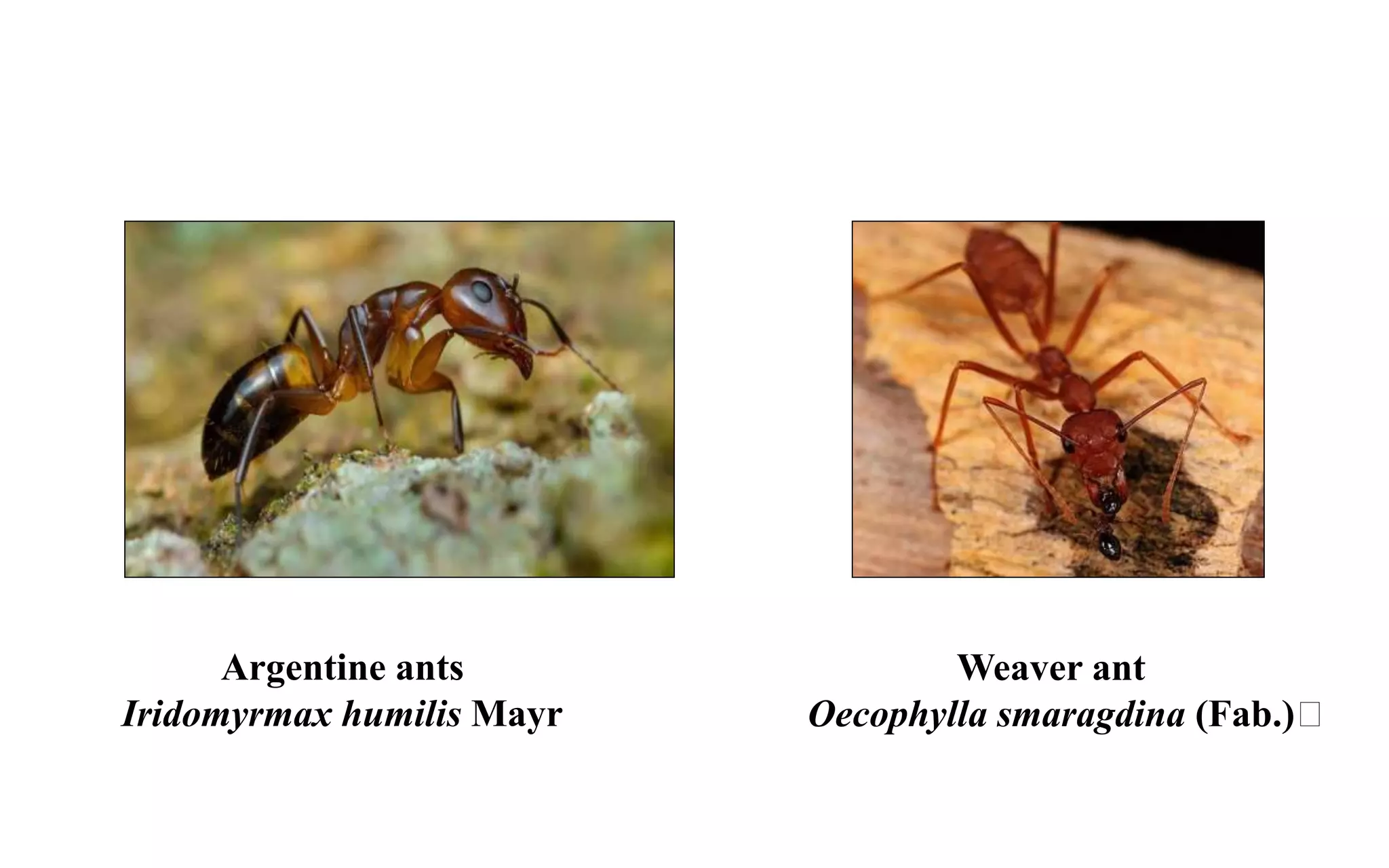 Enemies of honey bee (APIS MELLIFERA) II Hornets, birds, ants and other ...