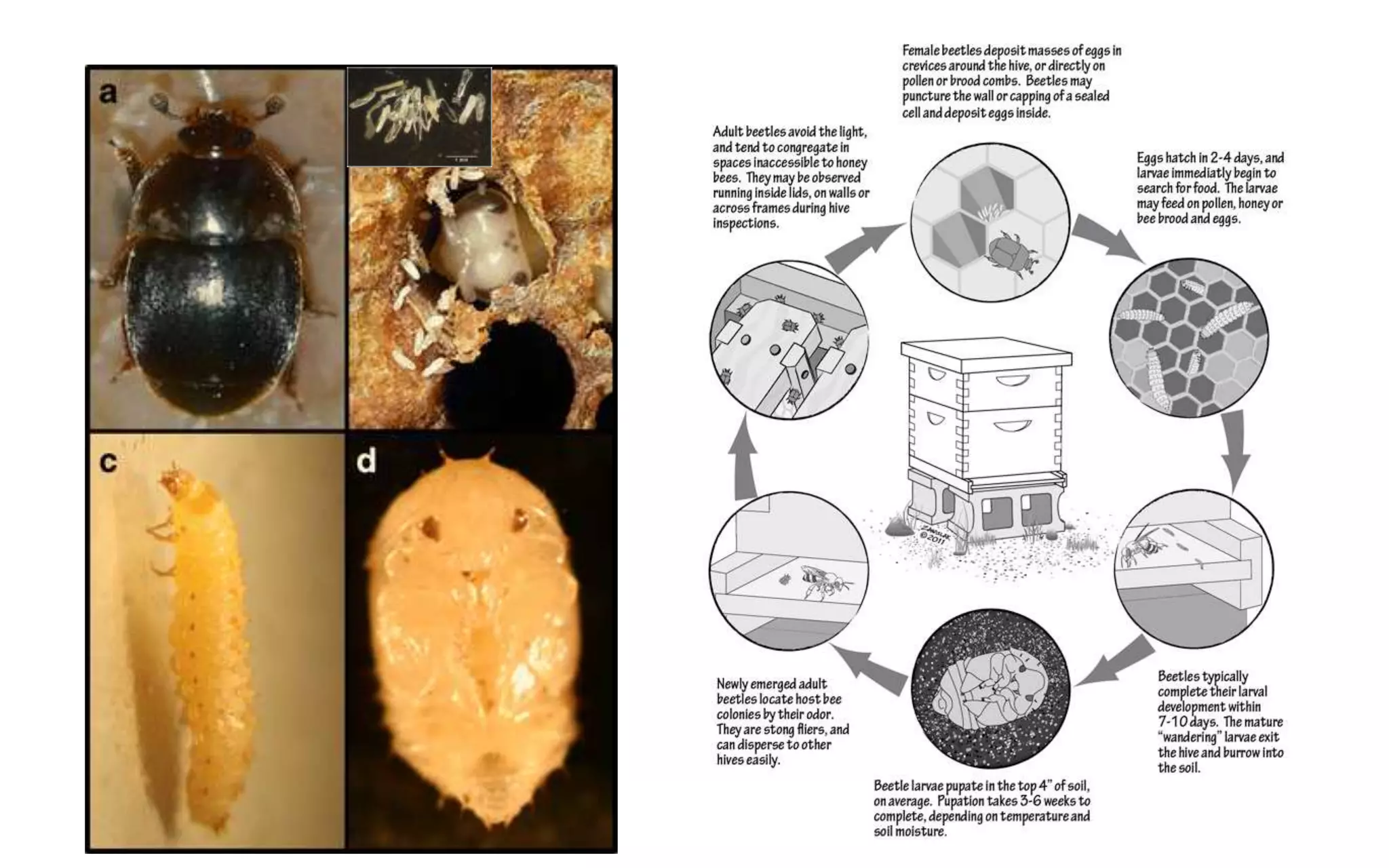 Enemies of honey bee (APIS MELLIFERA) II Hornets, birds, ants and other ...