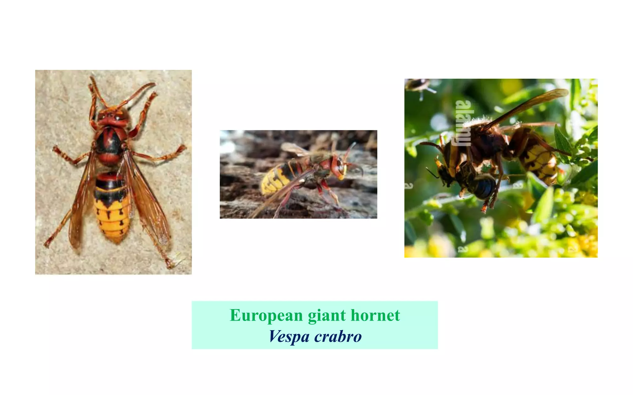 Enemies of honey bee (APIS MELLIFERA) II Hornets, birds, ants and other ...