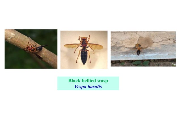 Enemies of honey bee (APIS MELLIFERA) II Hornets, birds, ants and other ...