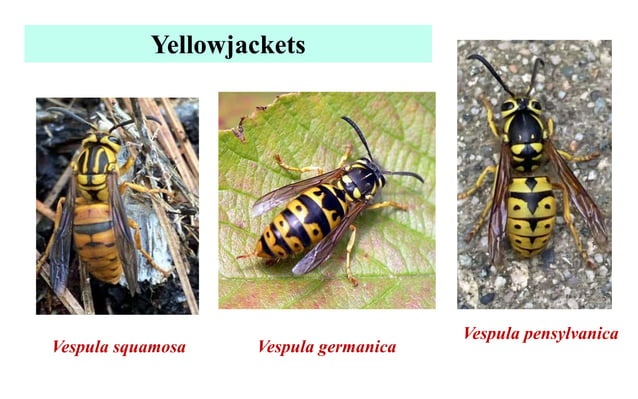 Enemies of honey bee (APIS MELLIFERA) II Hornets, birds, ants and other ...