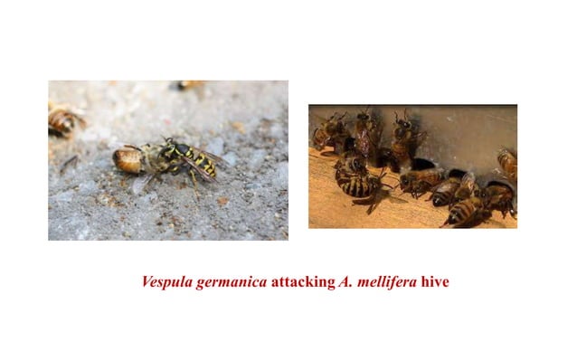 Enemies of honey bee (APIS MELLIFERA) II Hornets, birds, ants and other ...