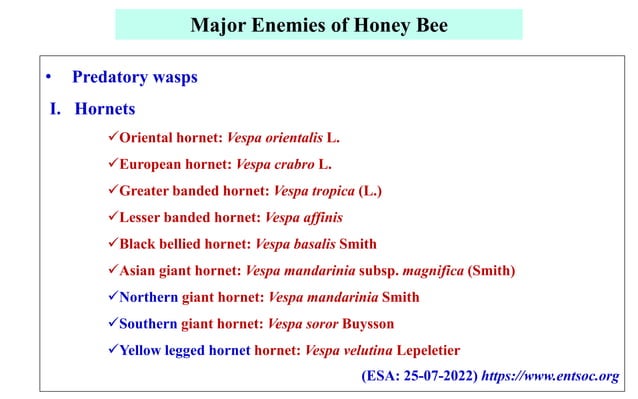 Enemies of honey bee (APIS MELLIFERA) II Hornets, birds, ants and other ...