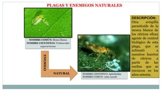 ENEMIGOS NATURALES.pdf