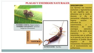 ENEMIGOS NATURALES.pdf