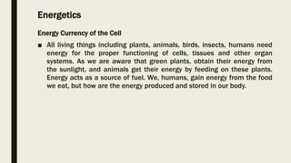 Energetics.pptx