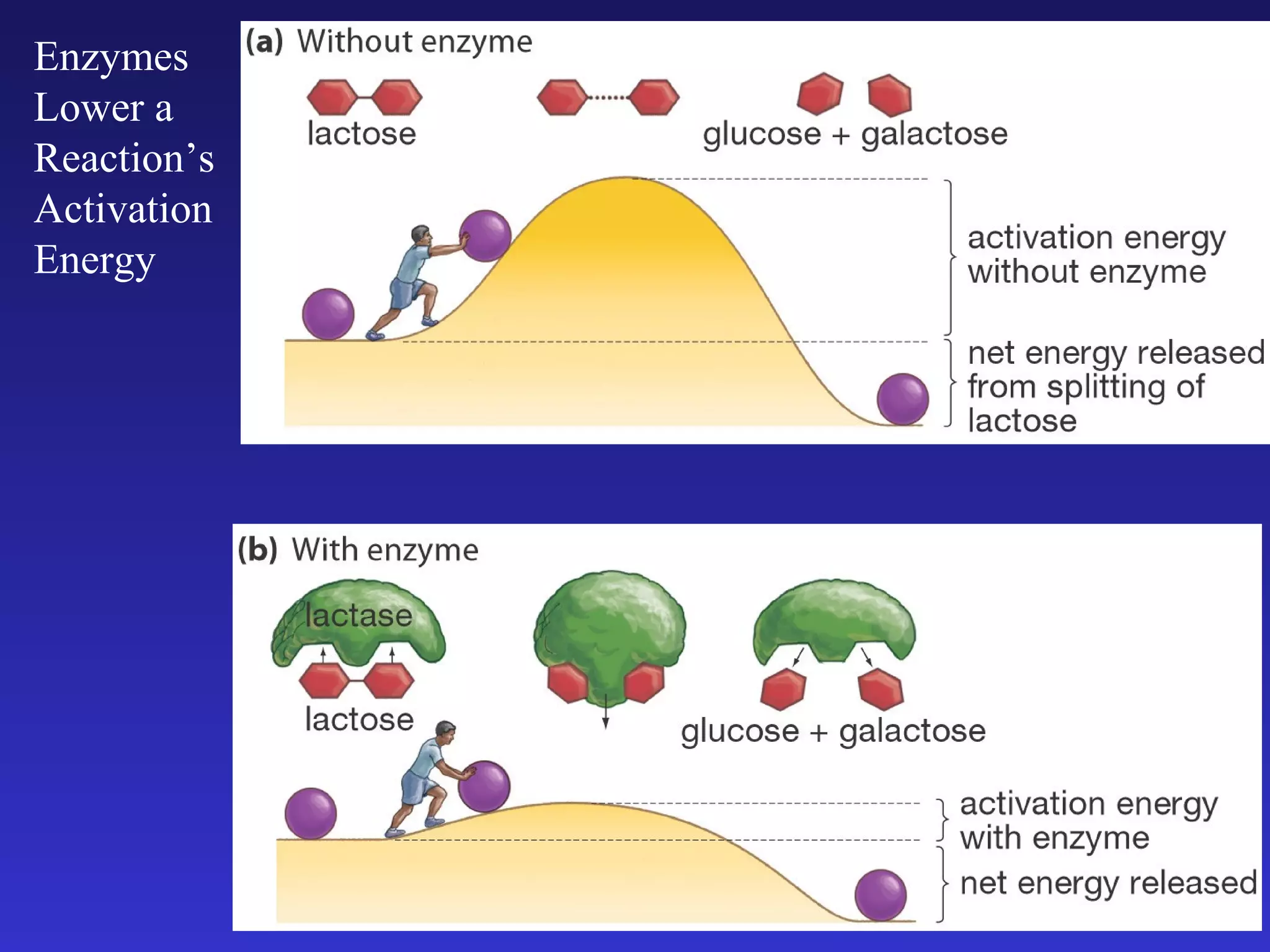 Energetics and enzymes 1 | PPT